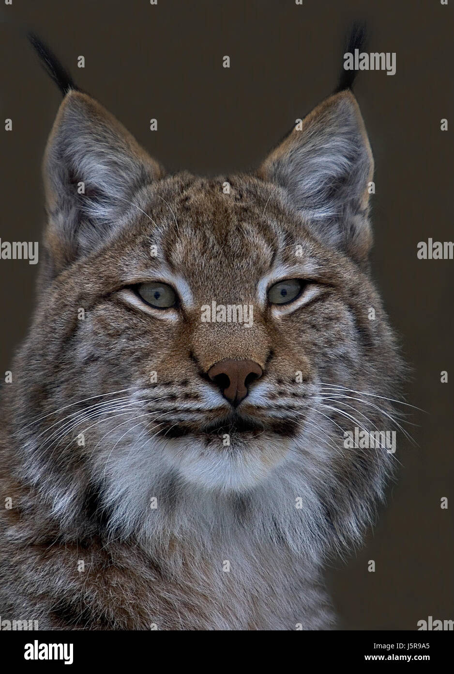 mammal portrait big cat feline predator skin predator cat lynx bobcat ...