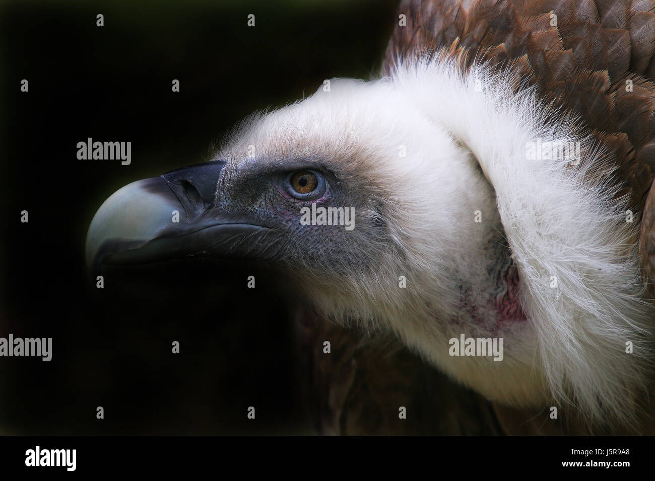 Aasvogel hi-res stock photography and images - Alamy