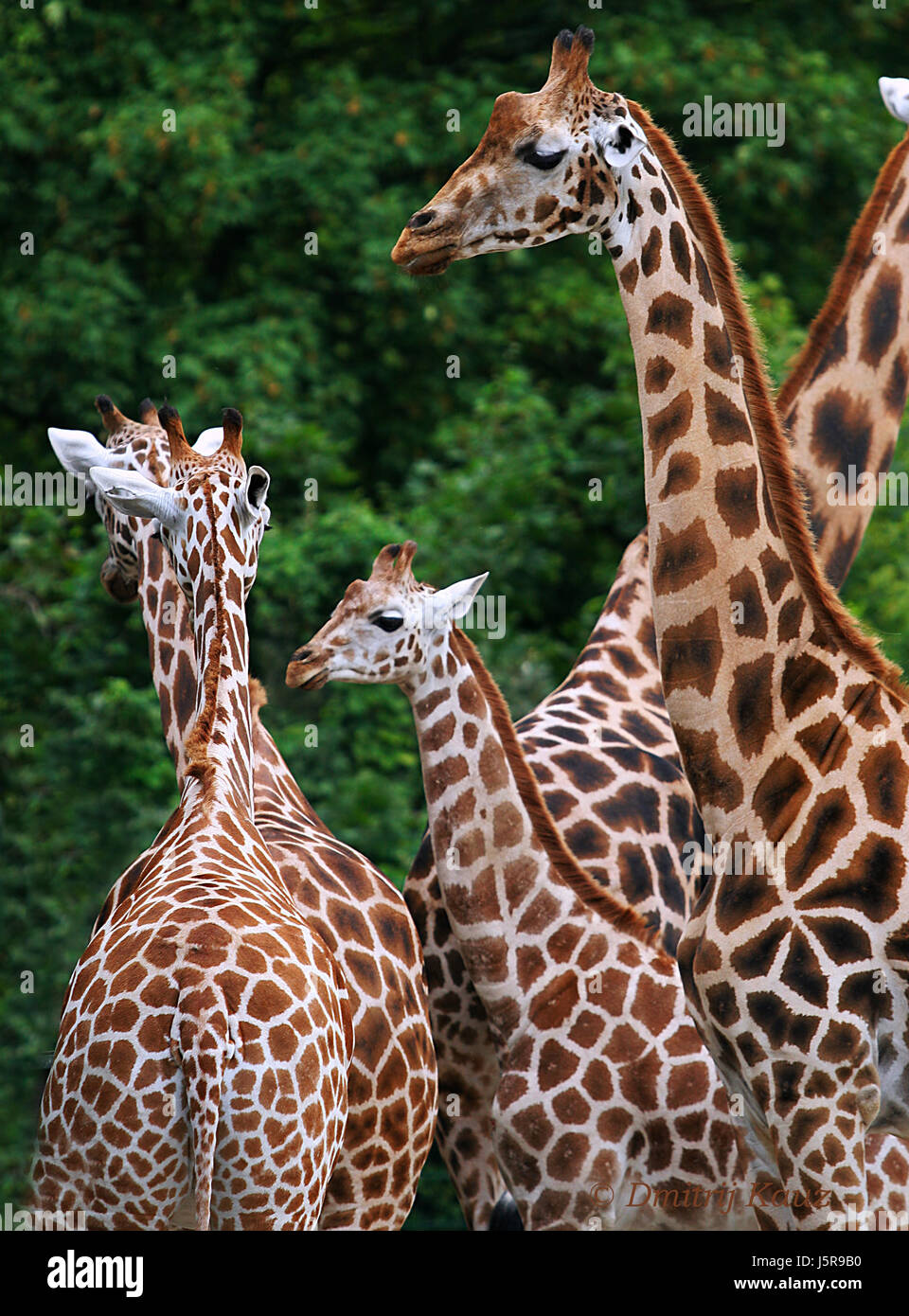 Giraffes art hi-res stock photography and images - Alamy