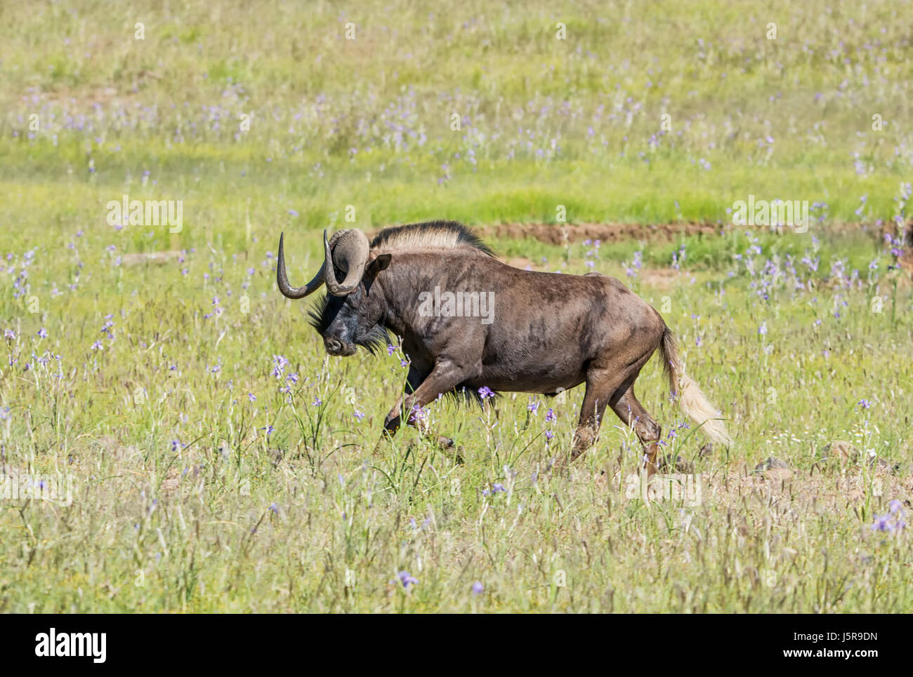 Black Wildebeest running in Southern African savanna Stock Photo - Alamy