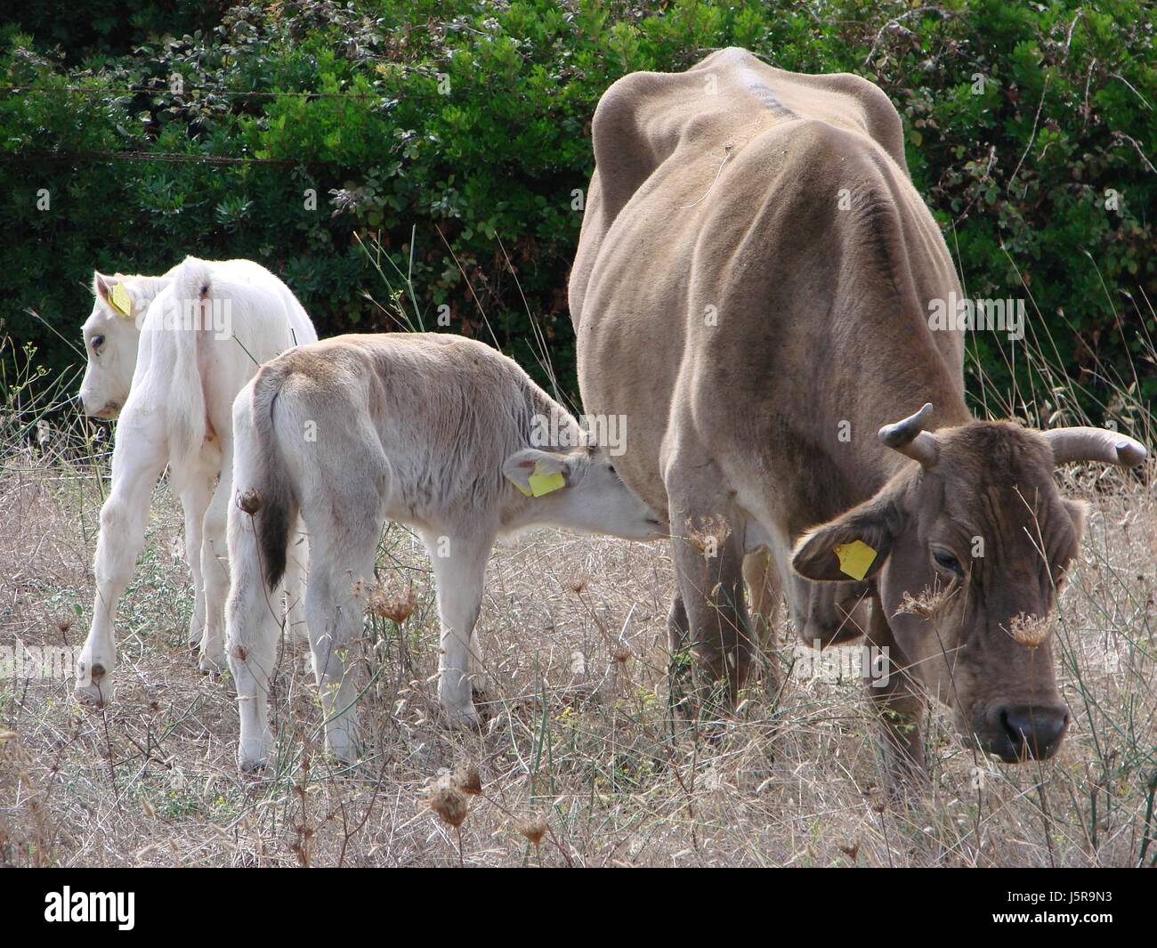 eco cow bovine calf breed familiy family food aliment fodder animal ...