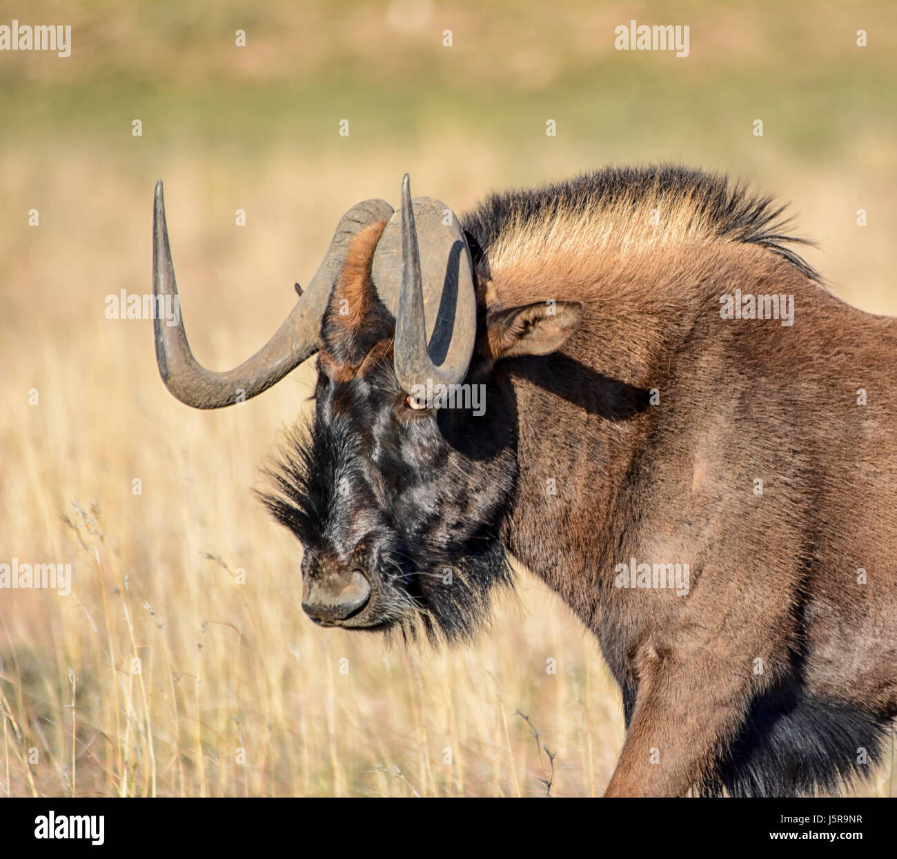 Black Wildebeest in Southern African savanna Stock Photo - Alamy