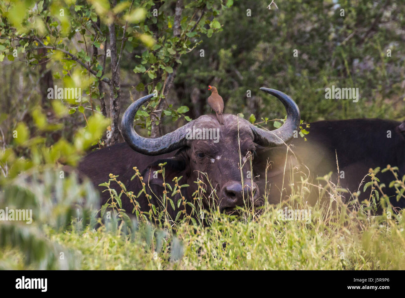 Buffalo with oxpecker bird on head inside Kruger Park Stock Photo - Alamy