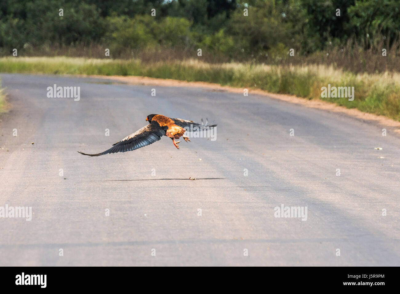 Eagle flying over street inside Kruger Park, South Africa Stock Photo ...