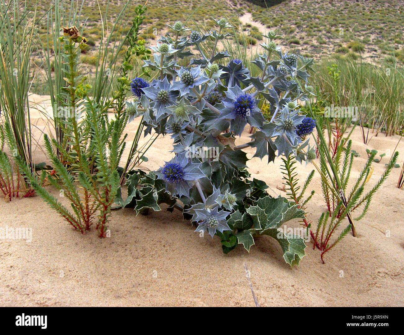 flora atlantic ocean salt water sea ocean water france dry dried up ...