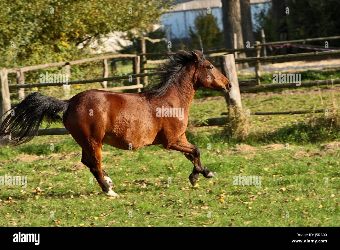 Galop hi-res stock photography and images - Alamy