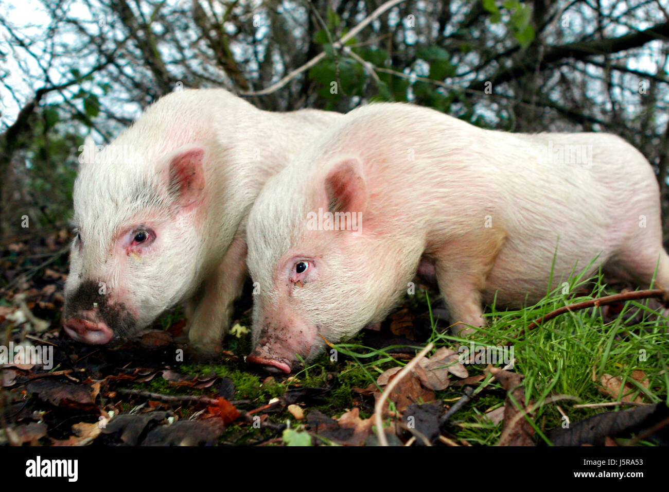 Gttinger minischweine hi-res stock photography and images - Alamy