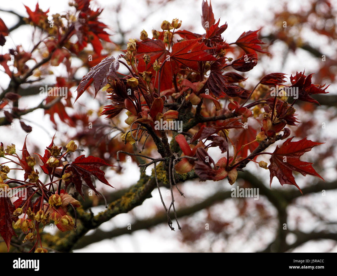 Norway maple seed hi-res stock photography and images - Alamy