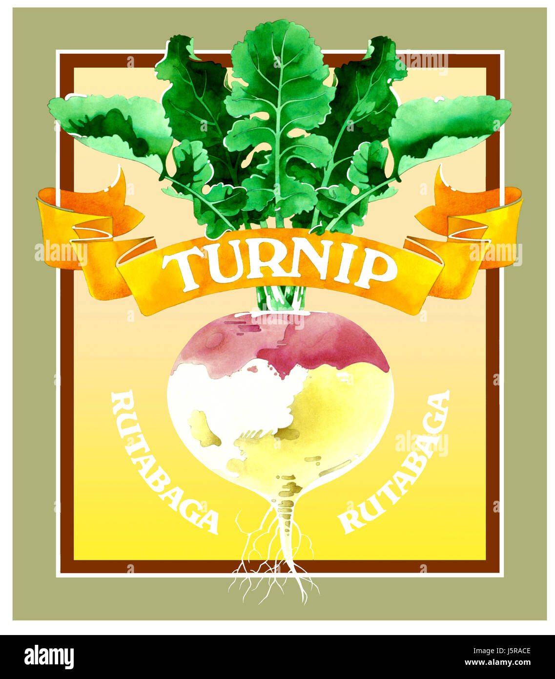 Turnip vector vectors hi-res stock photography and images - Alamy