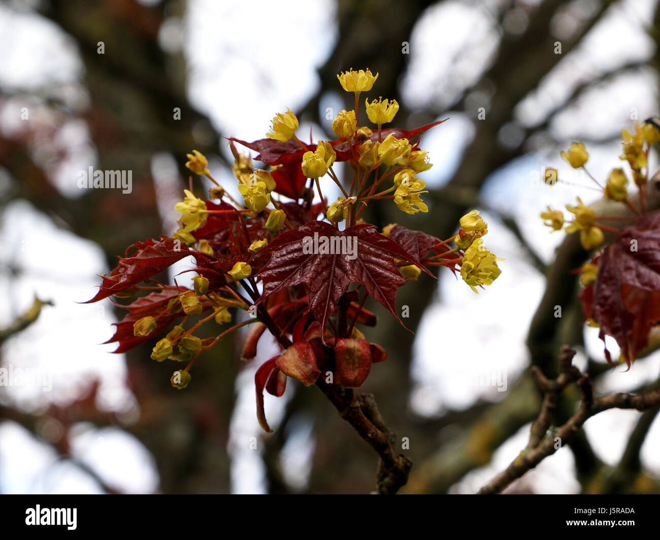 Norway Maple Seed High Resolution Stock Photography and Images - Alamy