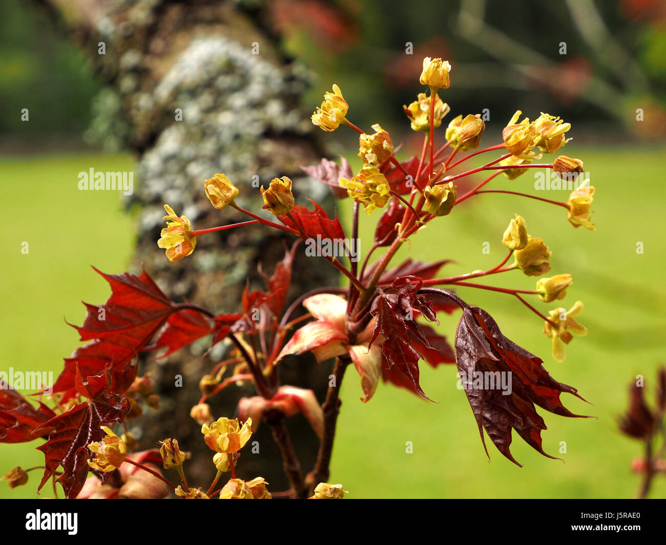 Red Norway maple (Acer platanoides) tree in flower in Cumbria, England ...