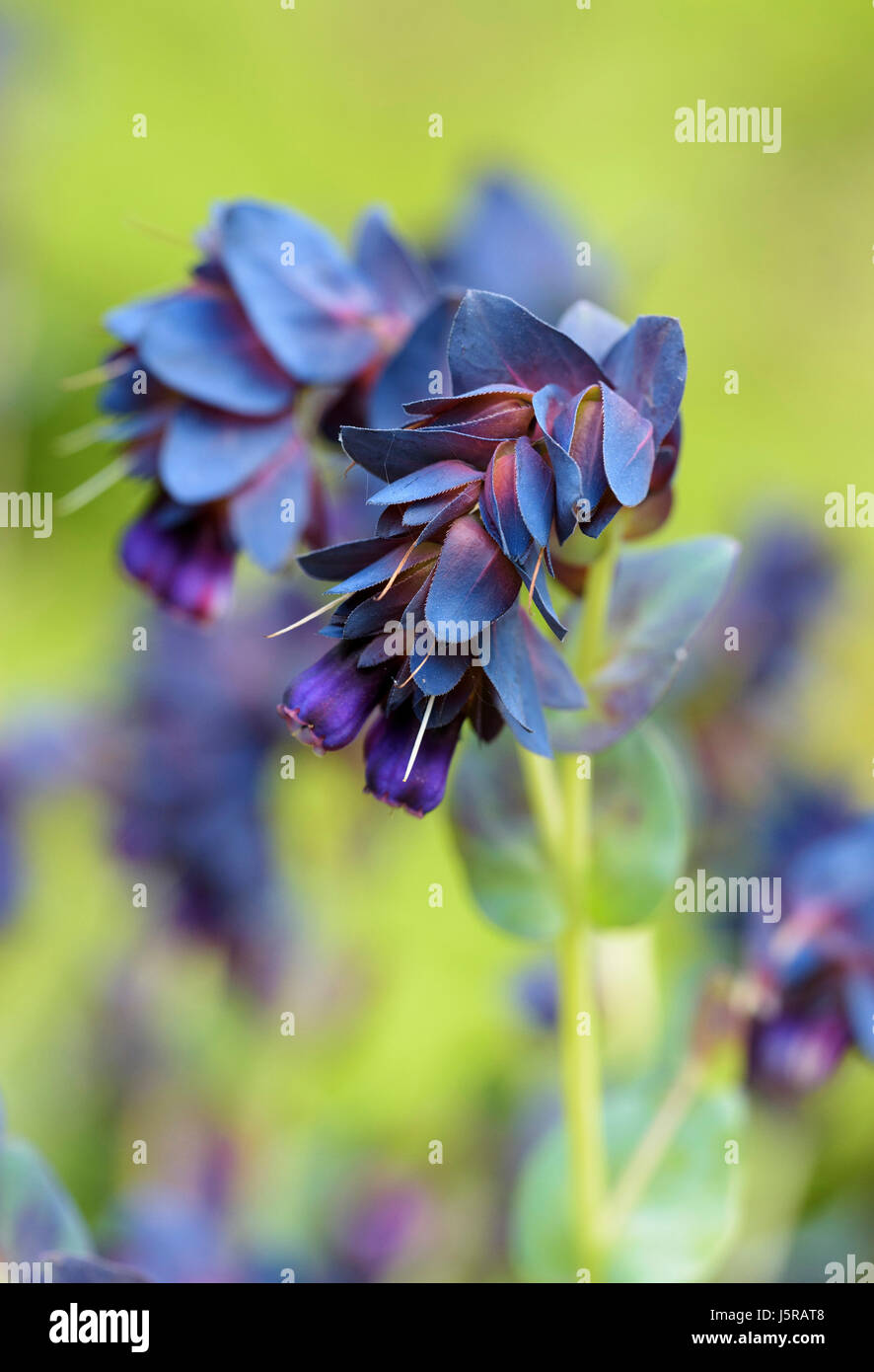 Honeywort hi-res stock photography and images - Alamy