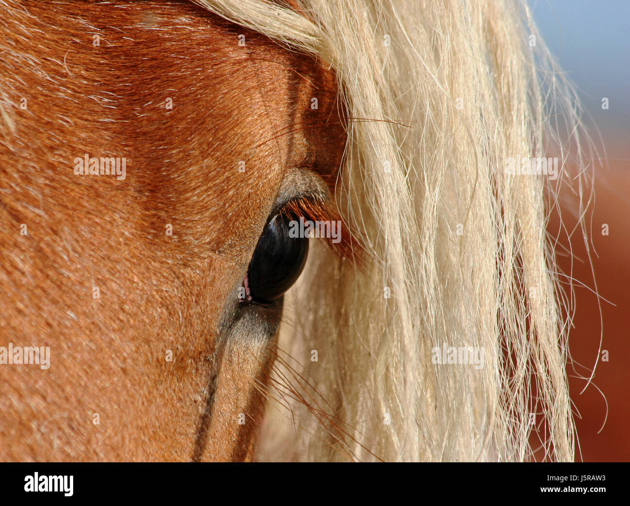 horse animal eye organ hairs pupil mane equine eye horse animal ...