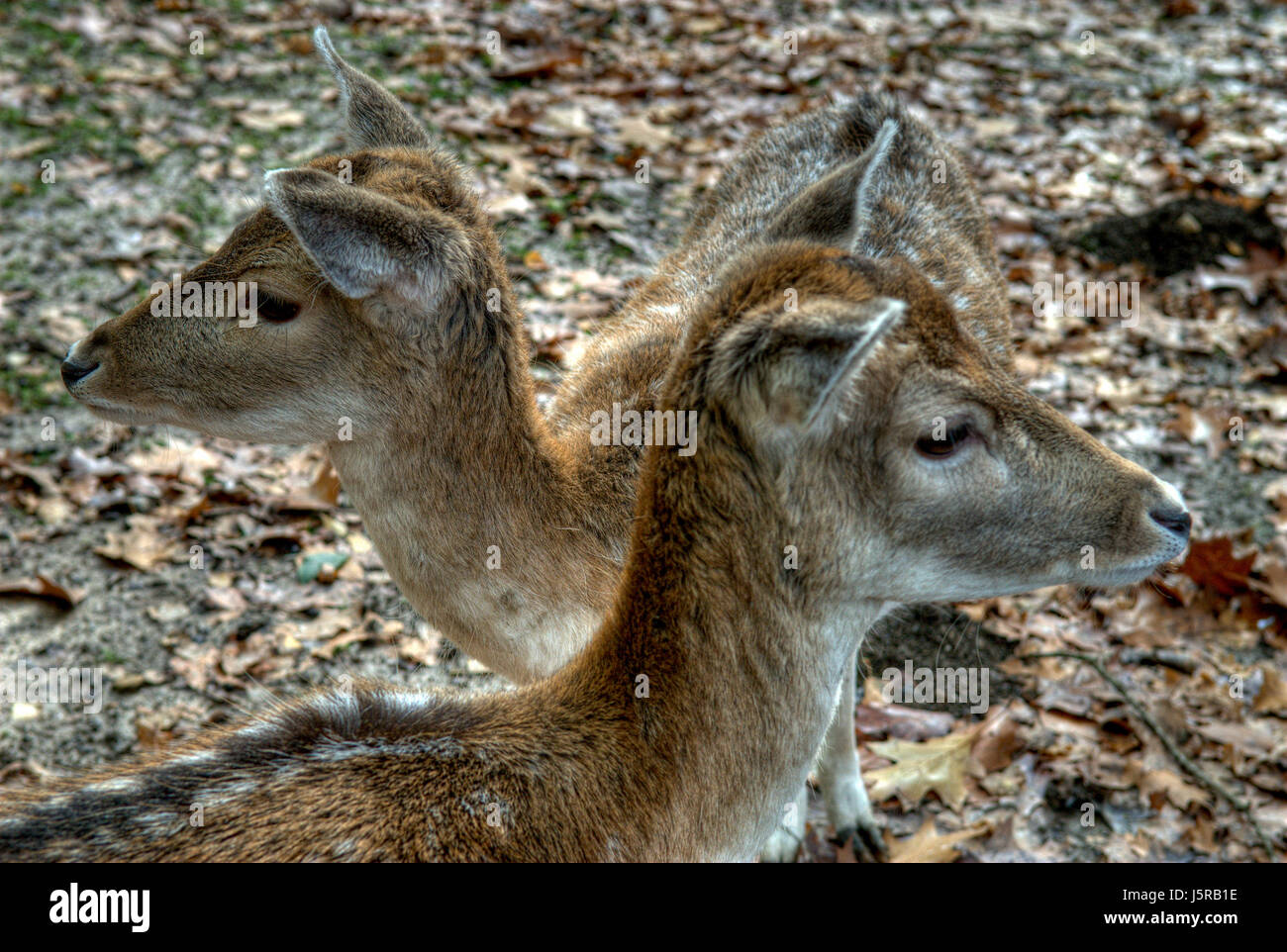 Zwei laub hi-res stock photography and images - Alamy