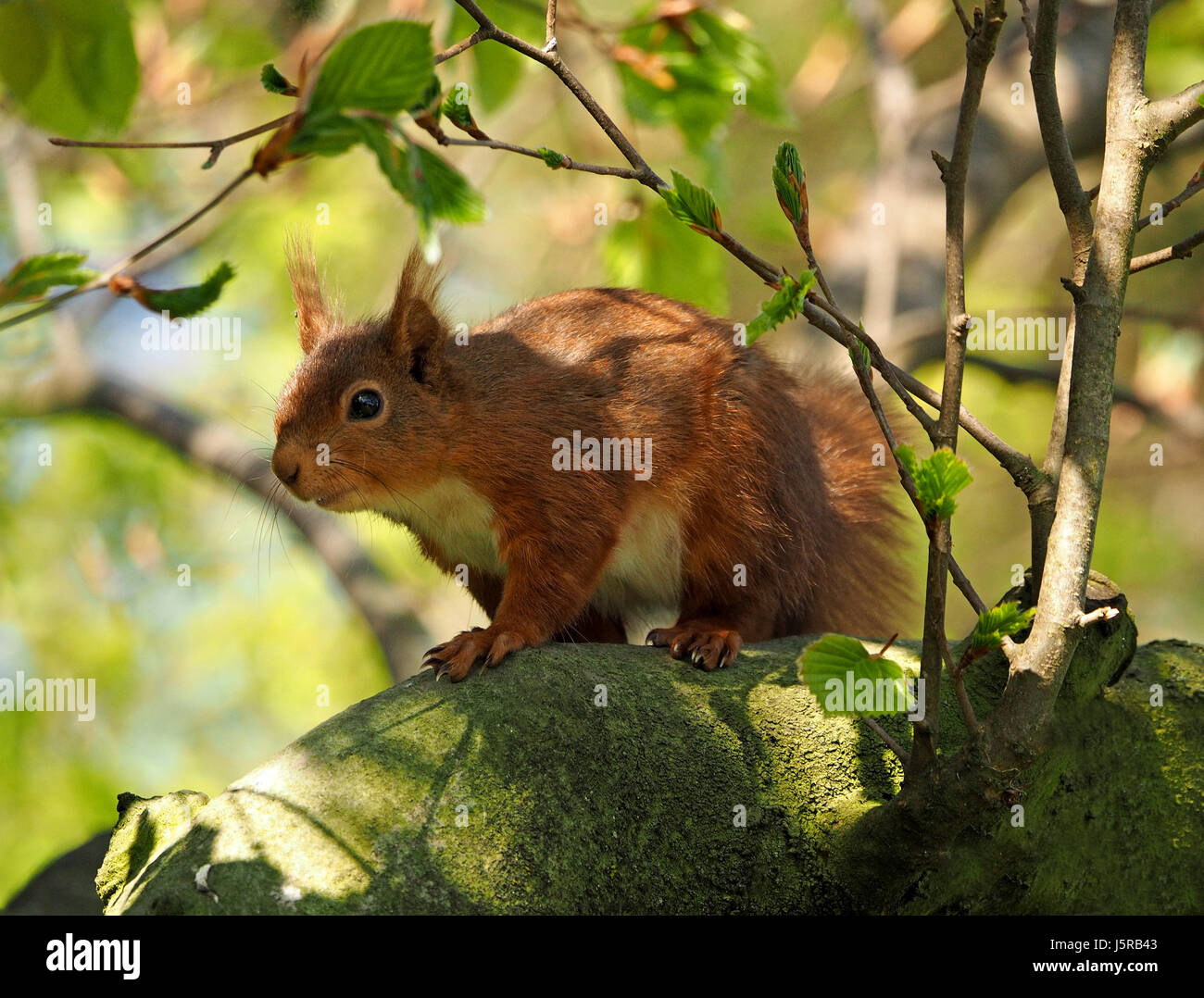 cute native Eurasian red squirrel (Sciurus vulgaris) in good light ...