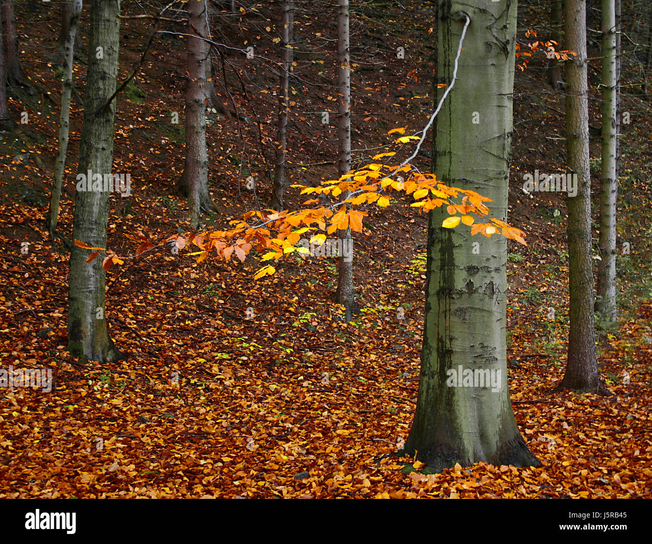 book tree trees leaves tribes branch rustle red forest foliage fall ...