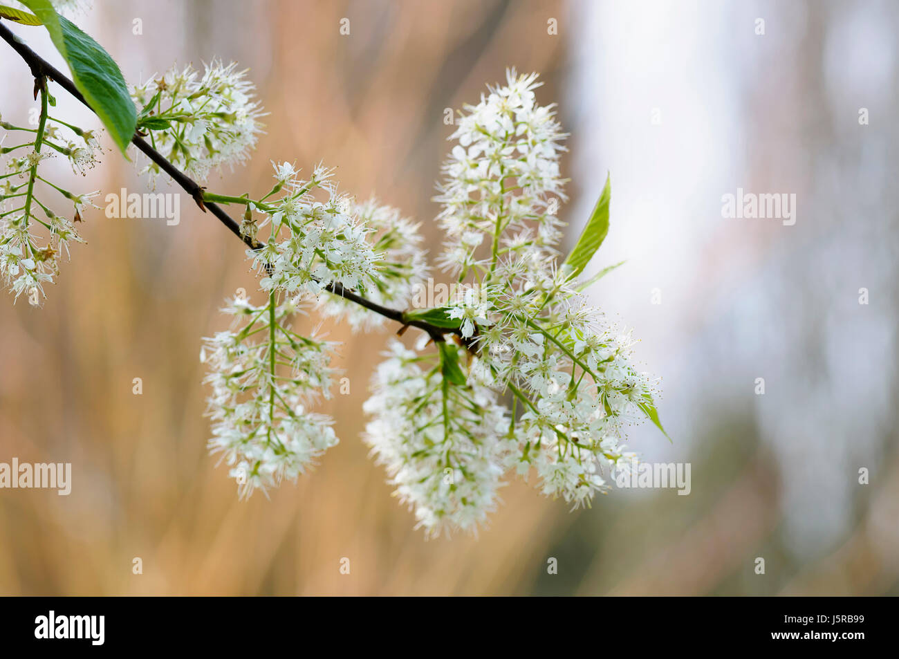 Cherry, Manchurian cherry, Prunus maackii 'Amber Beauty', White flowers ...