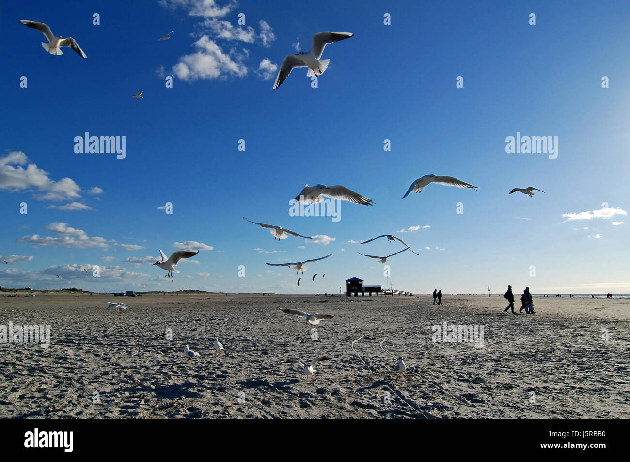 blue bird beach seaside the beach seashore water north sea salt water ...