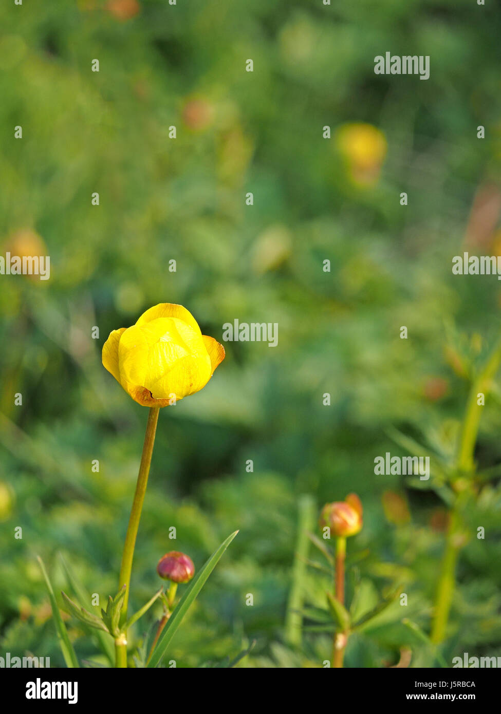 Globe Flower, or Globe-flower (Trollius europaeus) with bright yellow ...