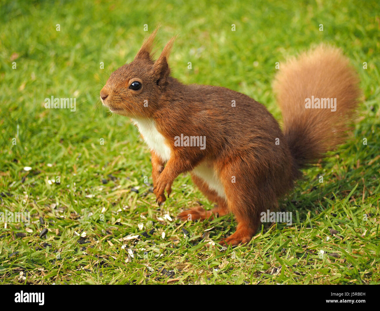 cute native Eurasian red squirrel (Sciurus vulgaris) in good light ...