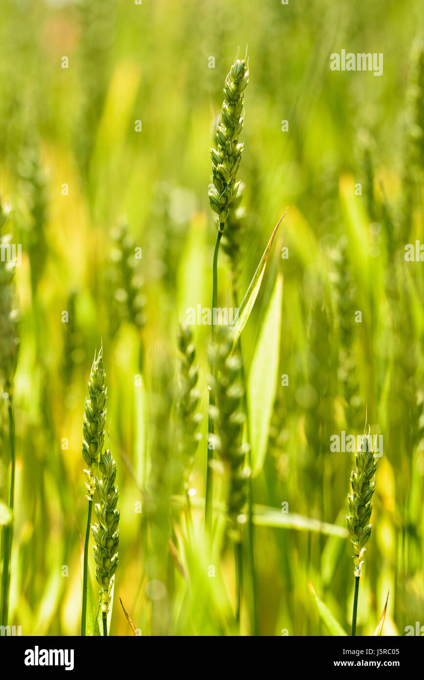 Hardy wheat hi-res stock photography and images - Alamy