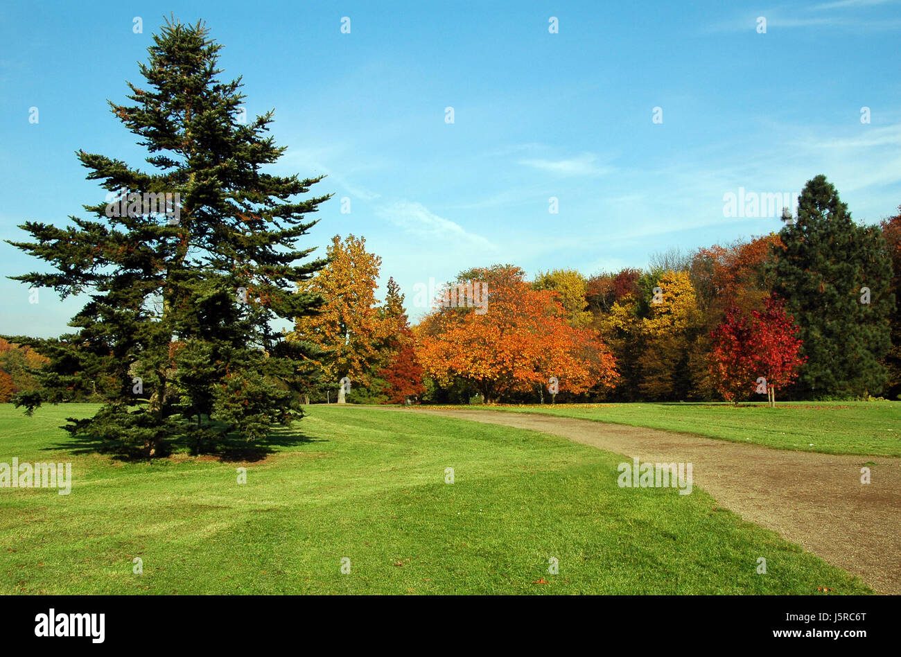 tree trees park plant leaves coloured colourful gorgeous multifarious ...