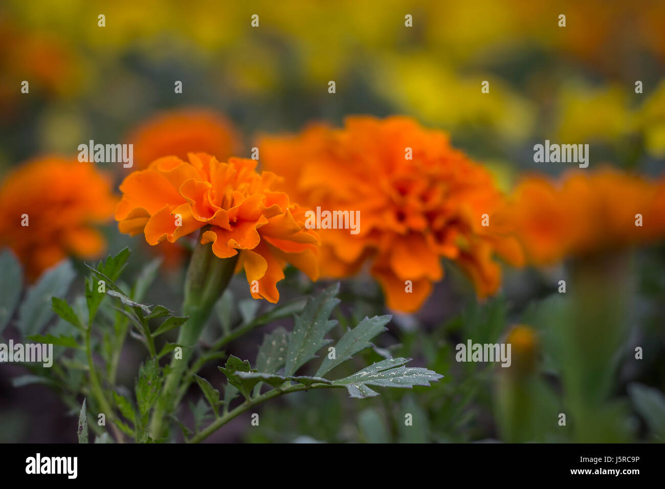 Marigold flowers(Tagetes). Marigold flowers in the meadow in the ...