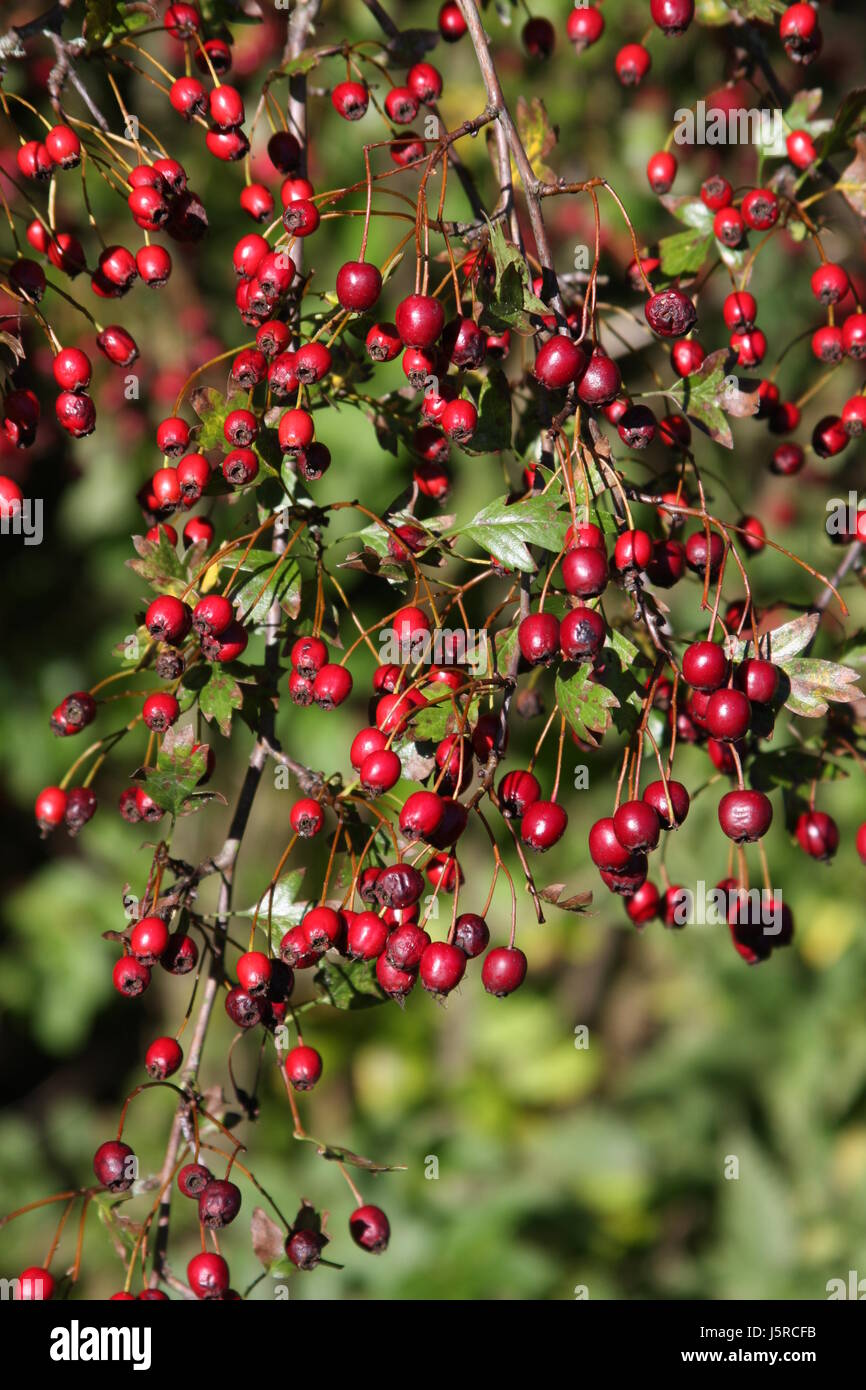 bushes branches branch shrub blaze of colours decoration berries colour ...
