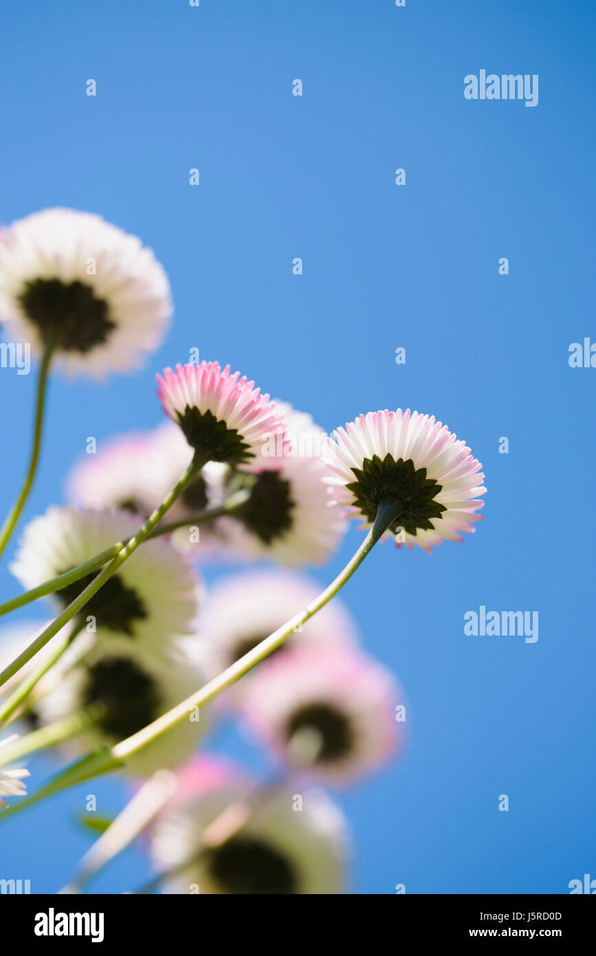 Daisy, Double daisy, Bellis perennis, side view of pink flowers growing ...