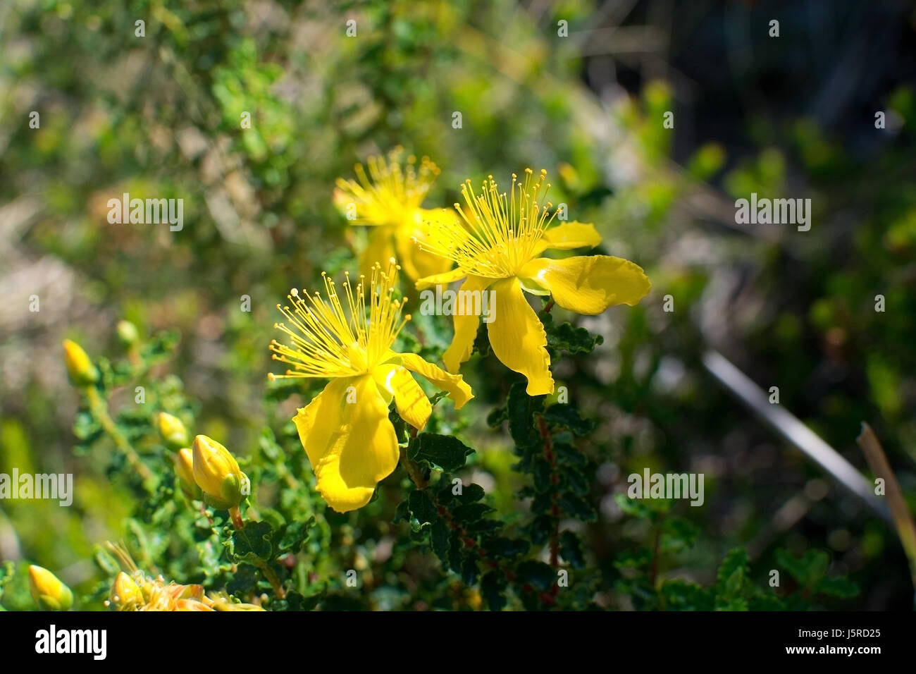 Bright yellow St Johnswort wildflowers in Mallorca, Spain Stock Photo ...