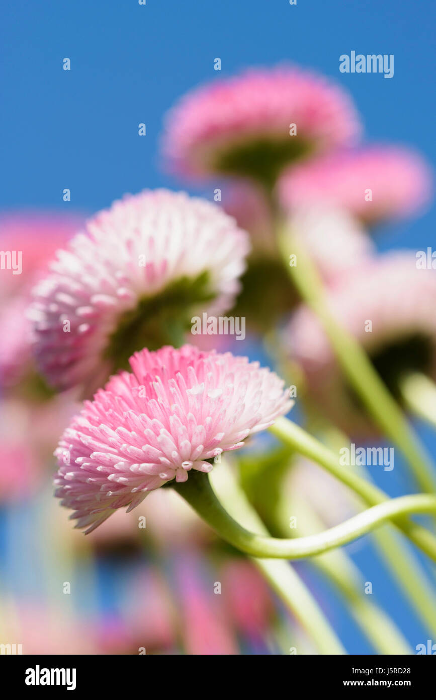 Daisy, Double daisy, Bellis perennis, side view of pink flowers growing ...
