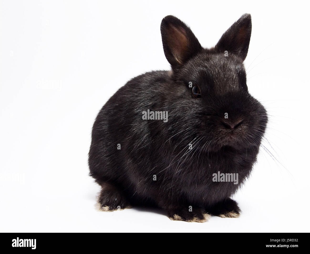 max the rabbit Stock Photo - Alamy