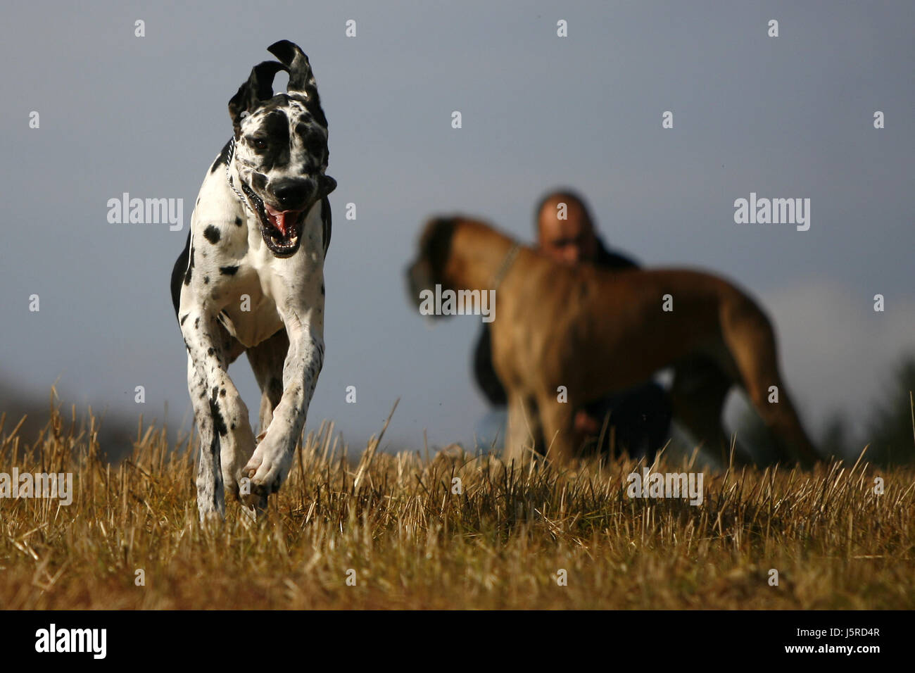 man and dog Stock Photo - Alamy