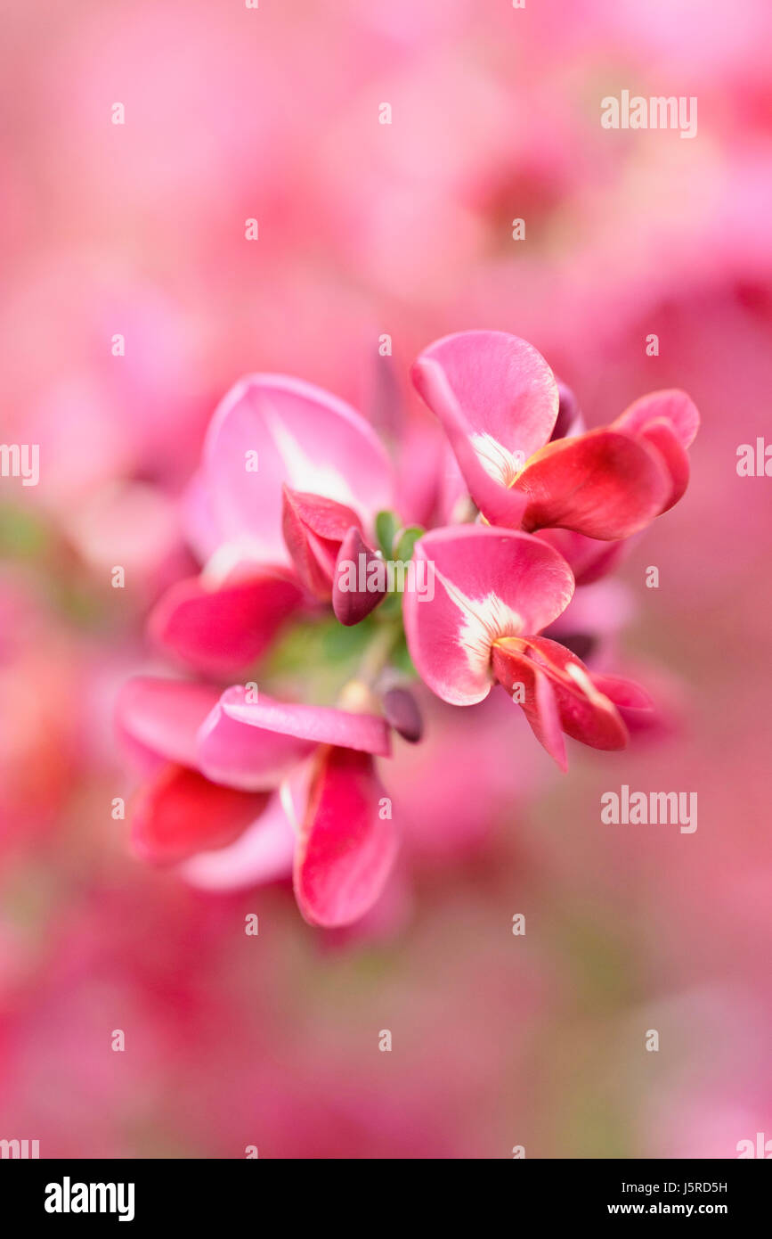 Plant cytisus shrub hi-res stock photography and images - Alamy