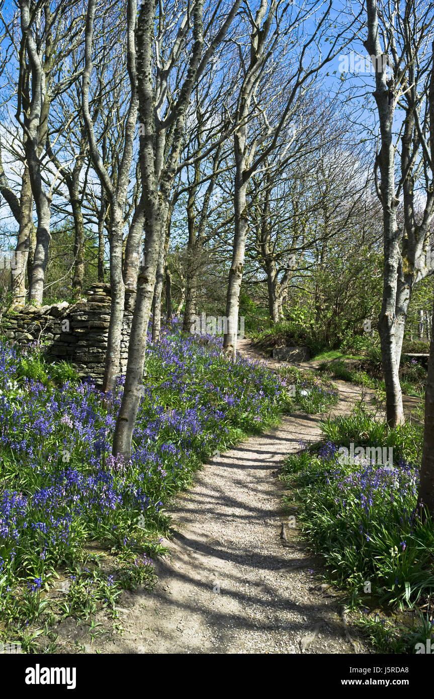 Walk through bluebell wood hi-res stock photography and images - Alamy