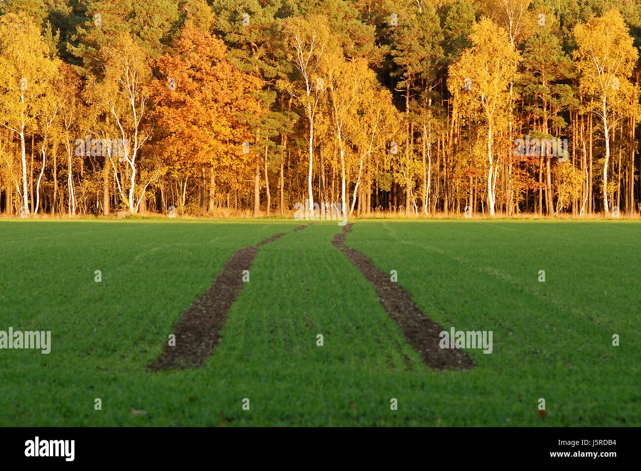 tree trees plant sense acre track rise climb climbing ascend uphill ...