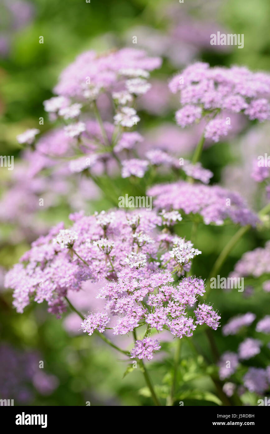 Pink flowering carrot hi-res stock photography and images - Alamy