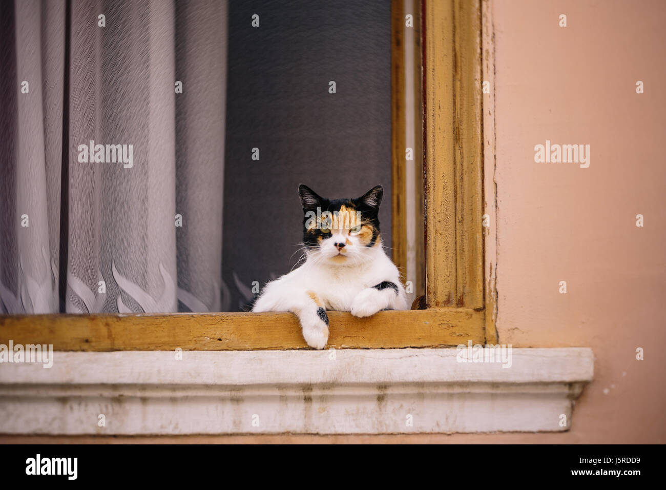 Orange cat photography hi-res stock photography and images - Alamy