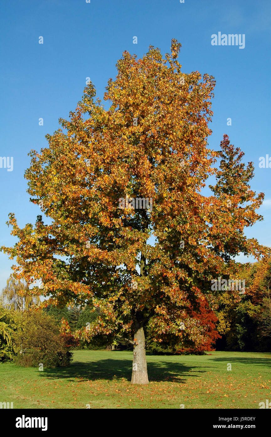 tree trees park plant leaves coloured colourful gorgeous multifarious ...