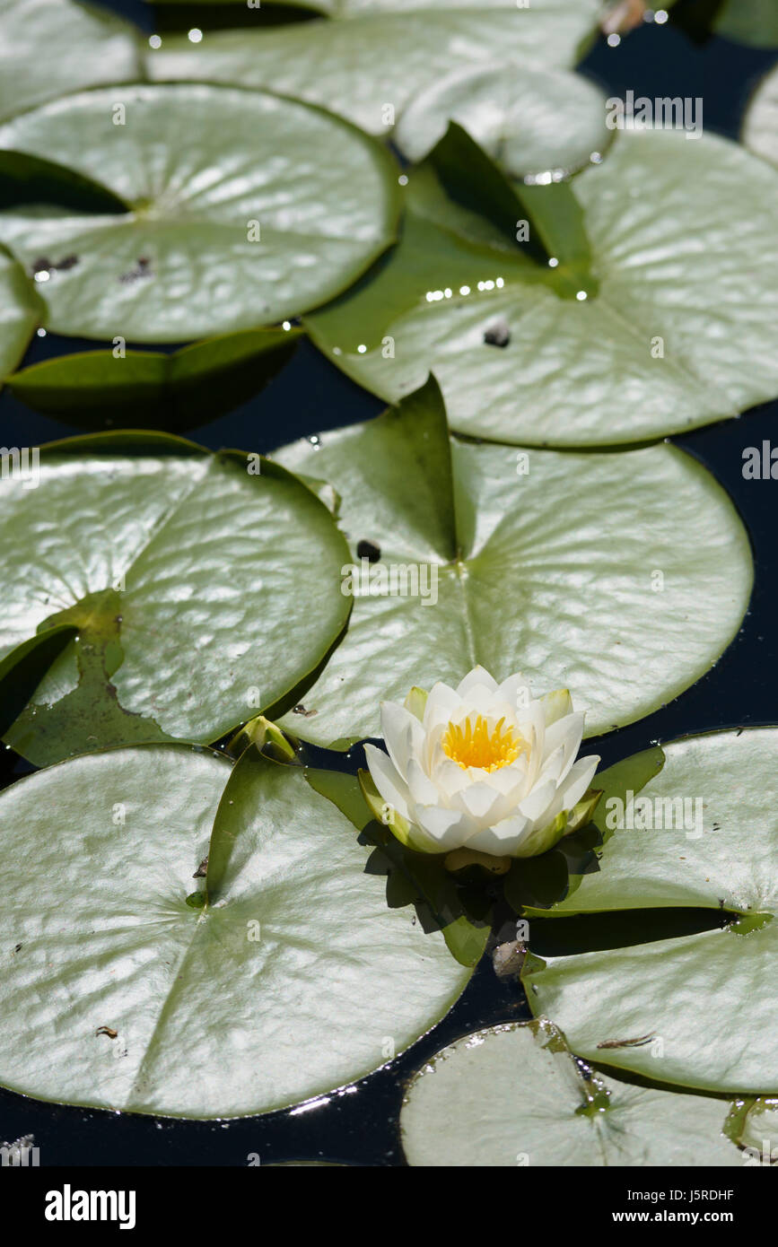 Water lily, White water lily,Nymphaea alba, Single flower growing ...