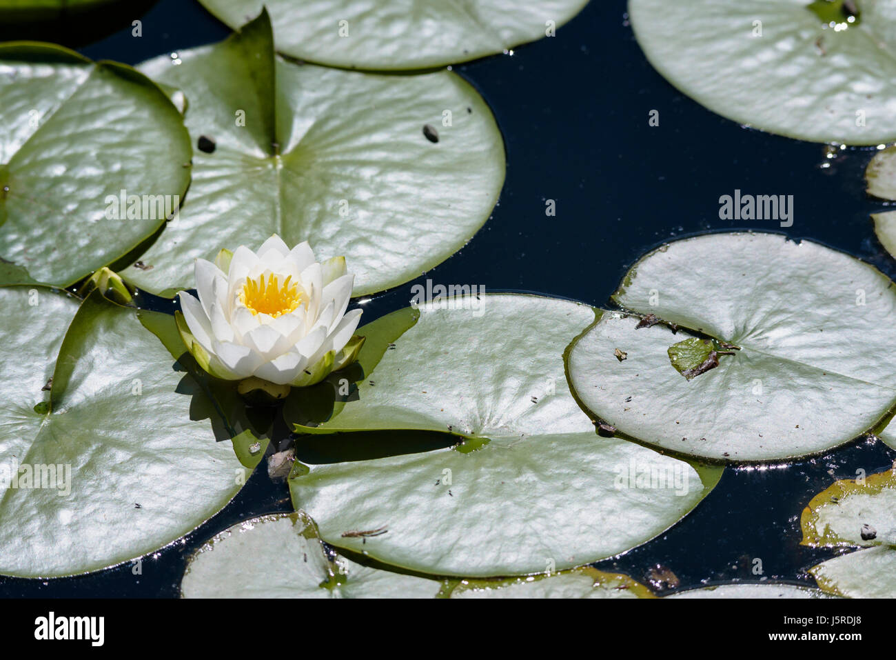 Water lily, White water lily,Nymphaea alba, Single flower growing ...