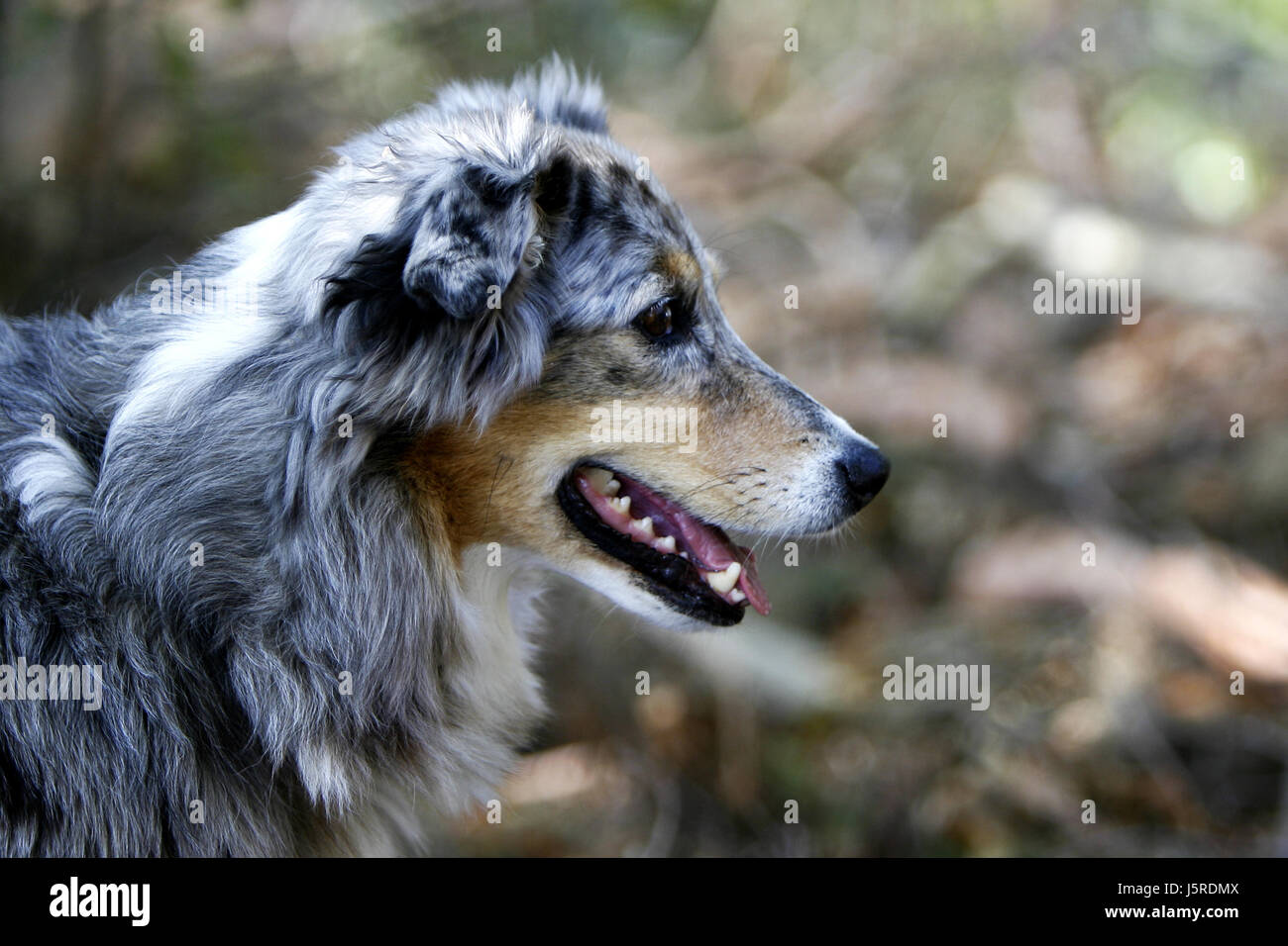 mouth teeth portrait watchdog sheep dog dogs lateral tooth prey booty ...