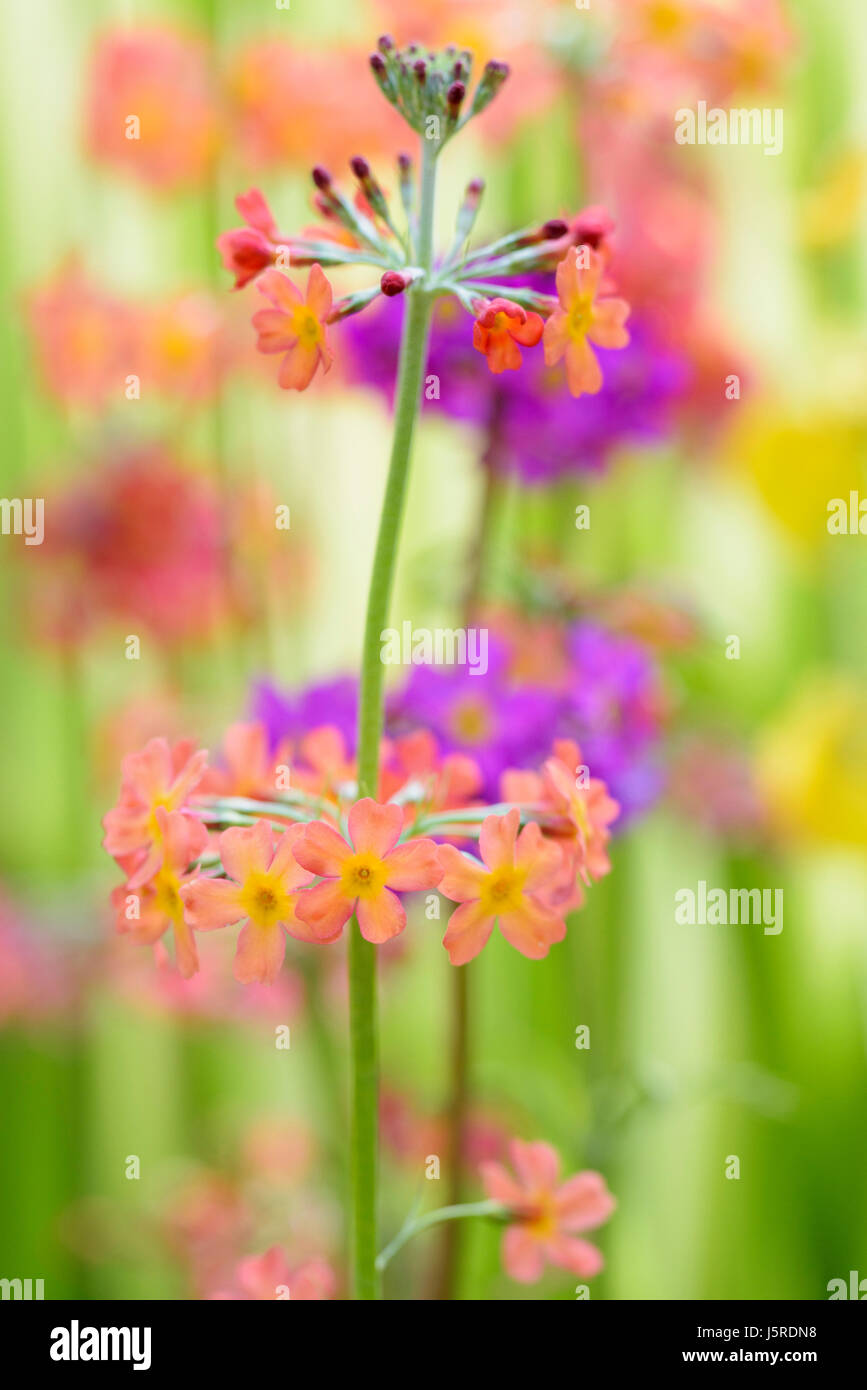 Primrose, Candelabraprimula, Primula bulleyana, Peach coloured flowers ...