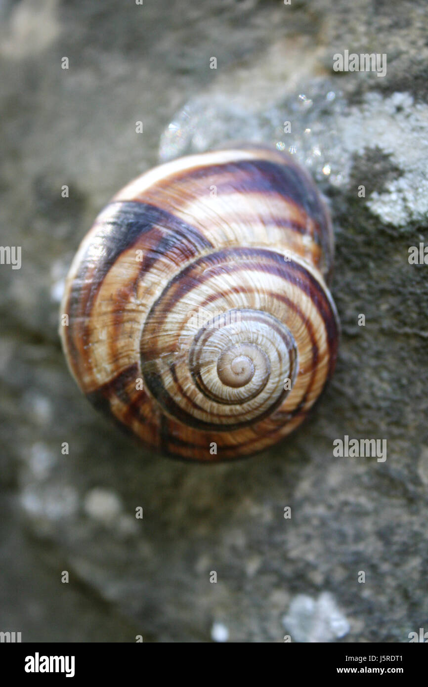 house building stone mollusc conservation of nature snail snail shell ...