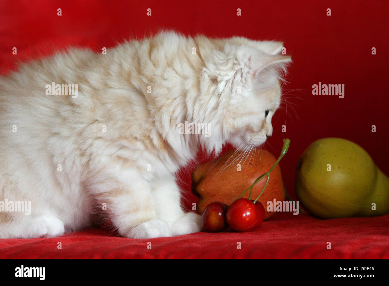 food aliment health sweetly game tournament play playing plays played ...