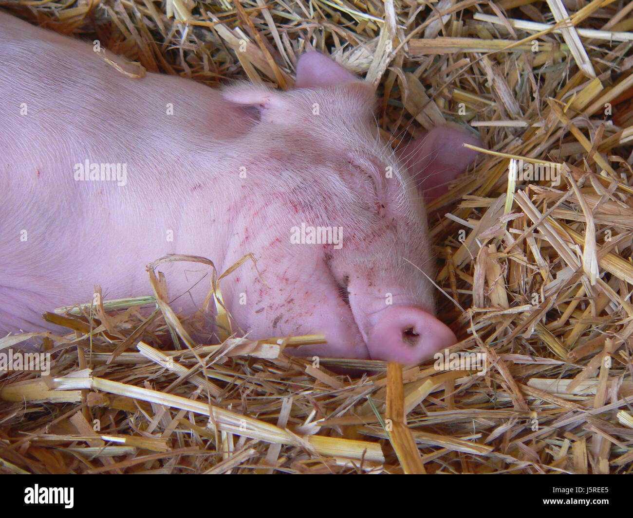 animal pet sleep sleeping straw piglet pigs piggy pig pink ...