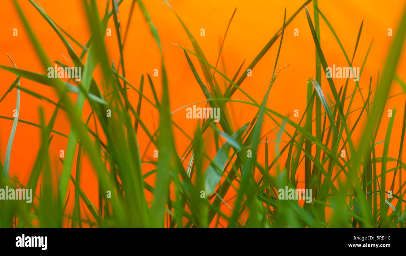 Natural wet grass with un-naturally bright colors behind it Stock Photo ...