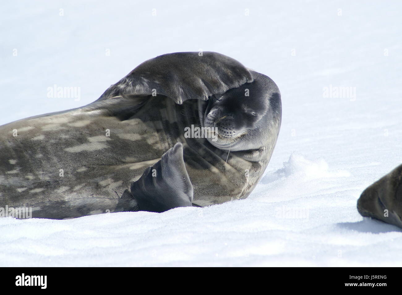 Hung over hi-res stock photography and images - Alamy