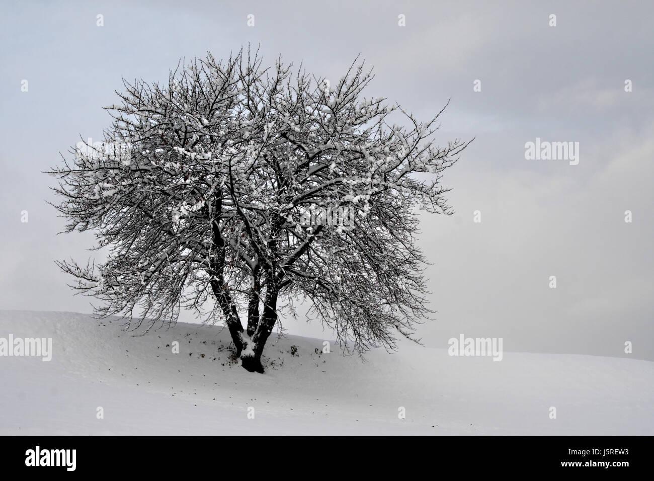tree trees mountains winter cold fog longing romanticism loneliness ...