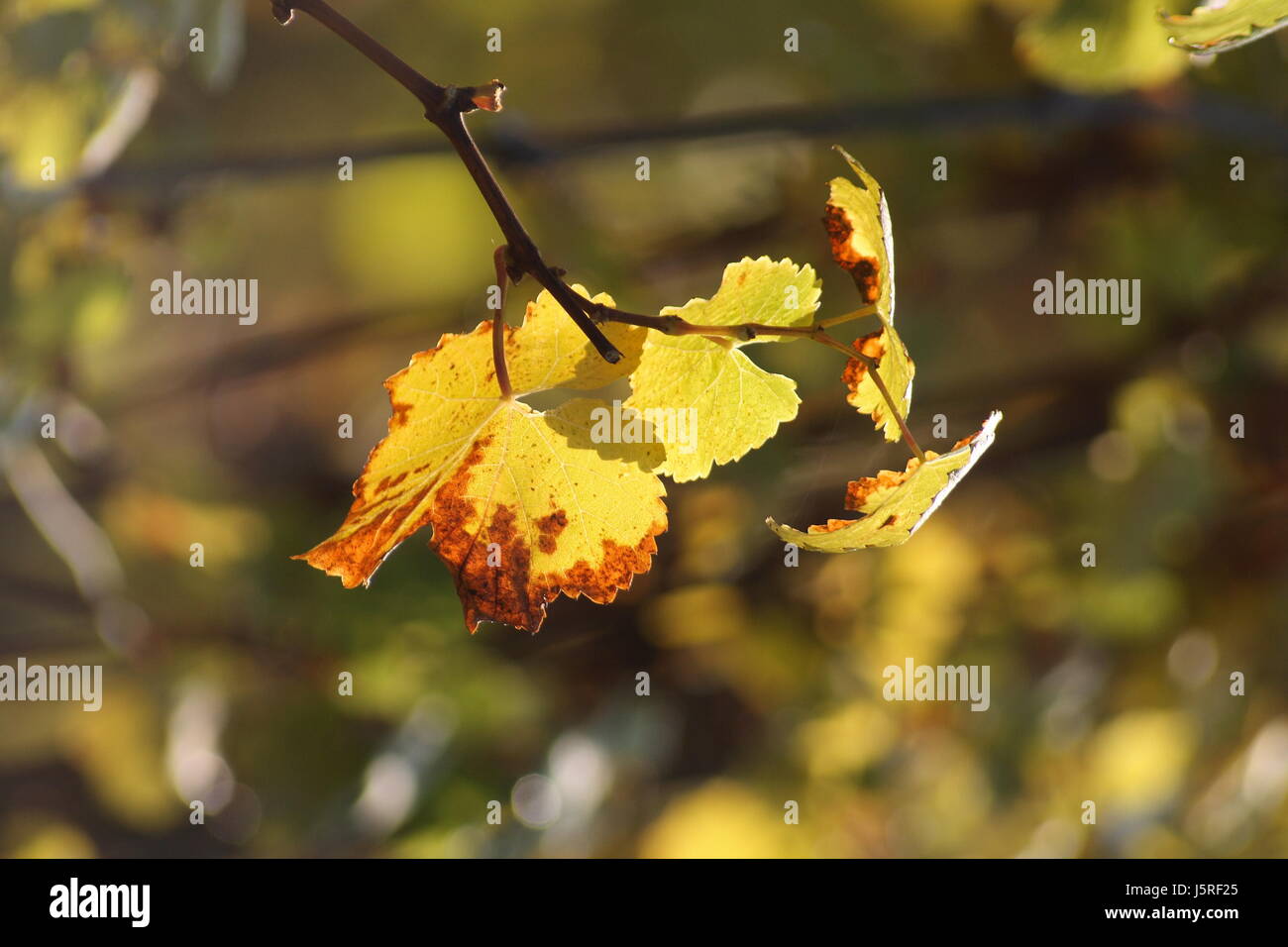 detail green colour orange page sheet vine grape vine grape-vine colors ...